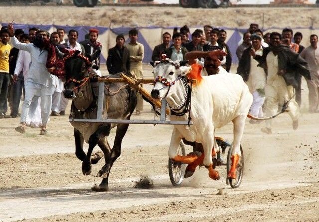 National Horse and Cattle Show to be held in Lahore from March 10 - ET